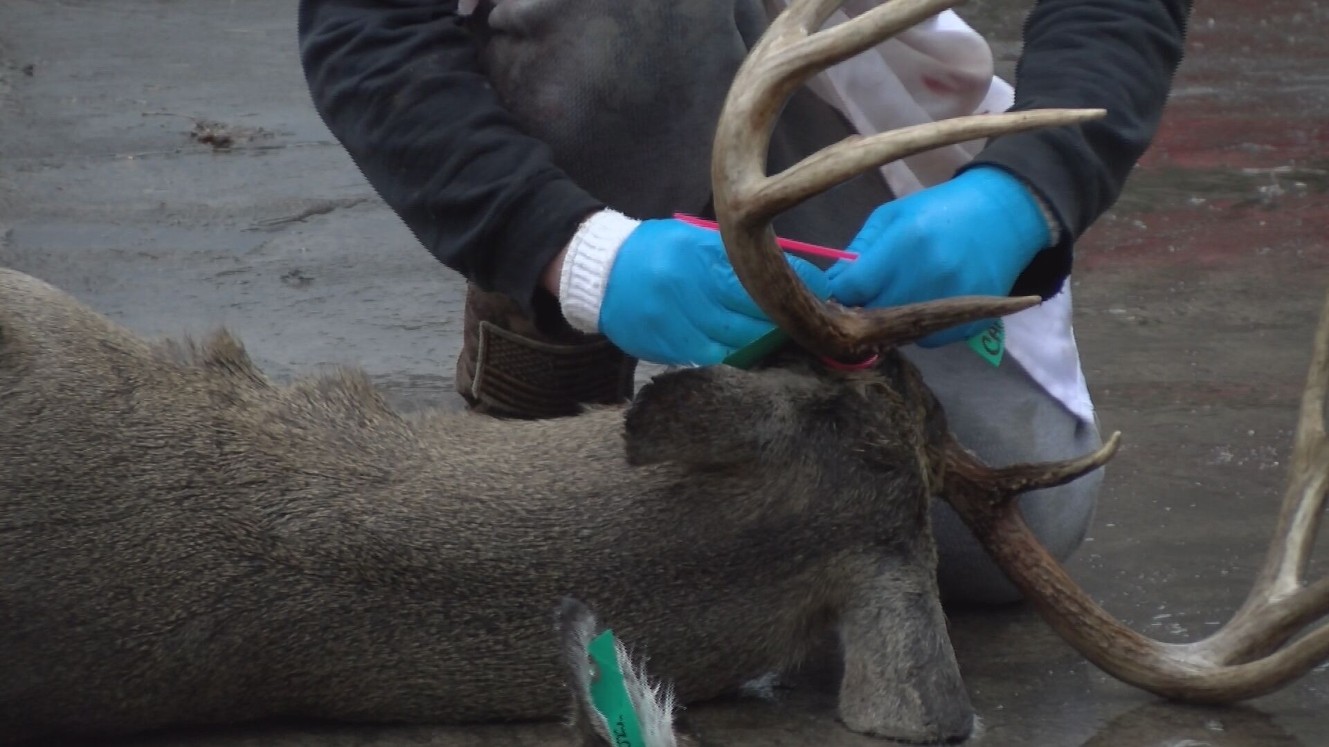 City of Stevens Point seeks vendors for deer culling during 2026 ...
