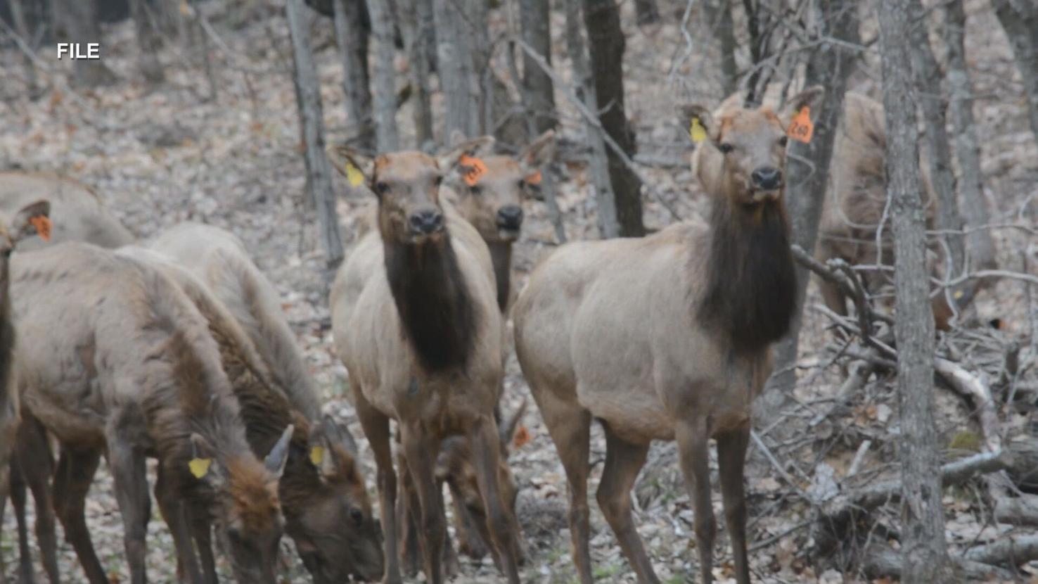 DNR reflects on reintroduction of elk in Wisconsin | News | wjfw.com