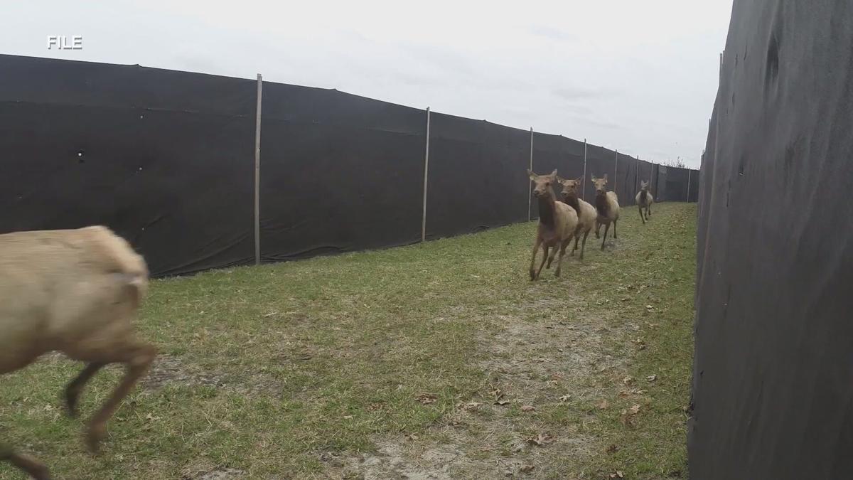 DNR reflects on reintroduction of elk in Wisconsin | News | wjfw.com
