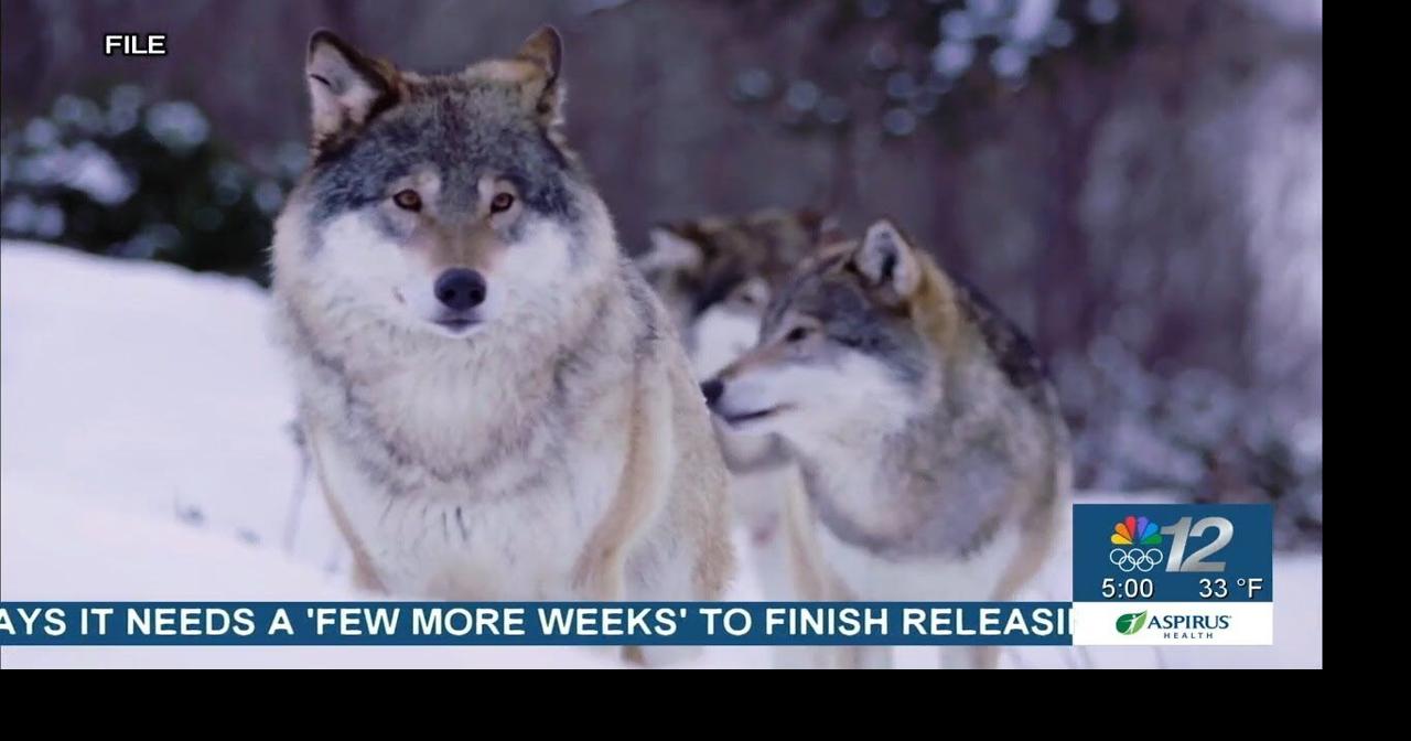 House passes bill to de-list Gray Wolf from endangered species list ...