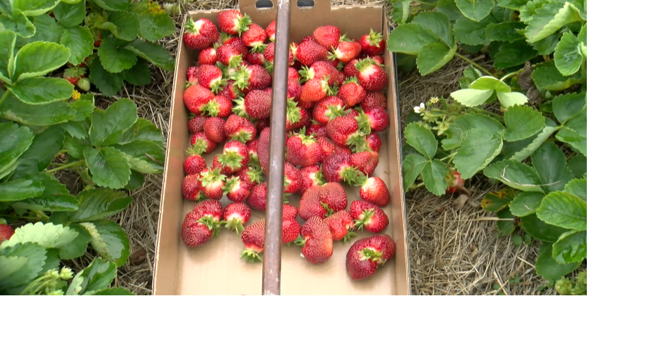 Plenty of strawberries ready to be picked at Engleberry Farm in Merrill ...