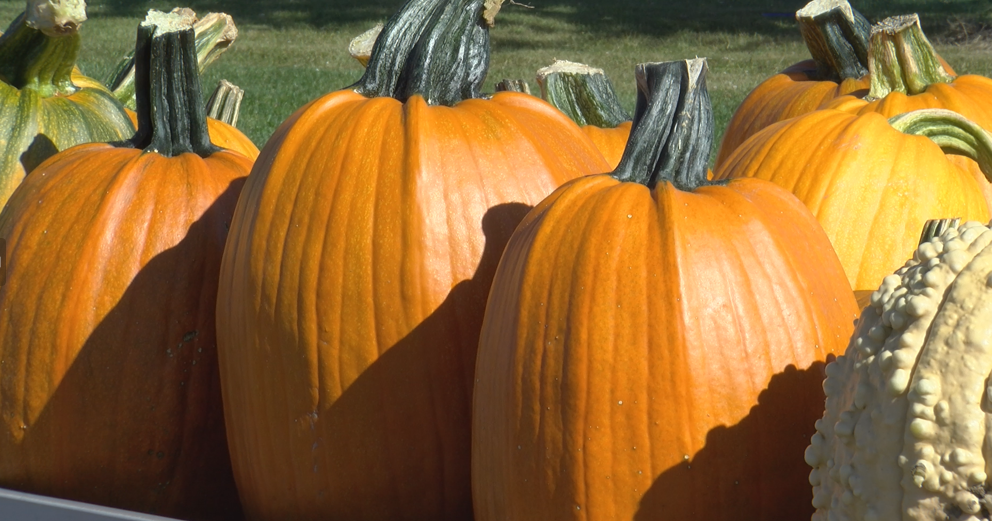 Local pumpkin patches ready for visitors | News | wjfw.com