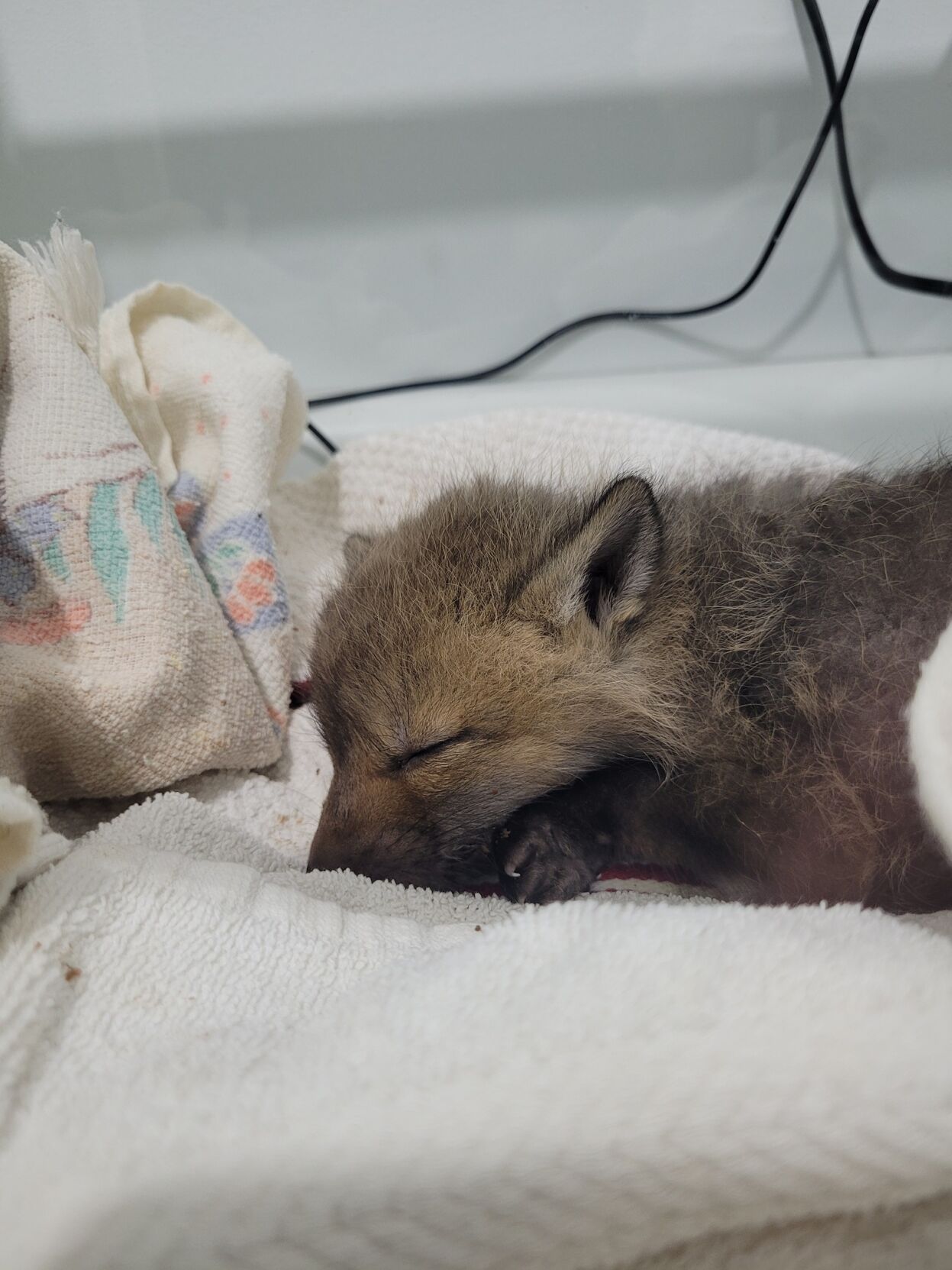 Wild Instincts urges caution as fox kits tested positive for avian ...