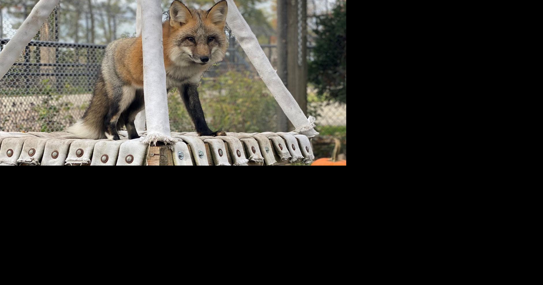 Meet baby Jasper, Marshfield sanctuary's newest red fox | News | wjfw.com