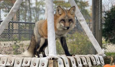 Meet baby Jasper, Marshfield sanctuary's newest red fox | News | wjfw.com
