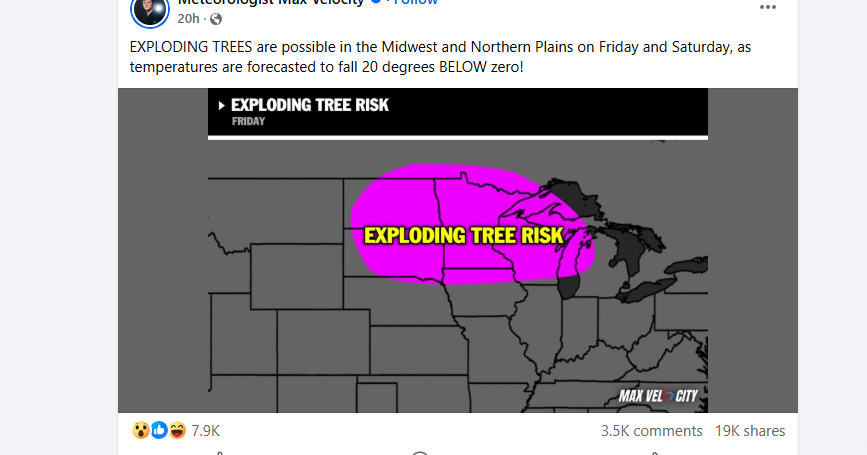 'Frost cracking' is possible but "the trees are not exploding" | News ...