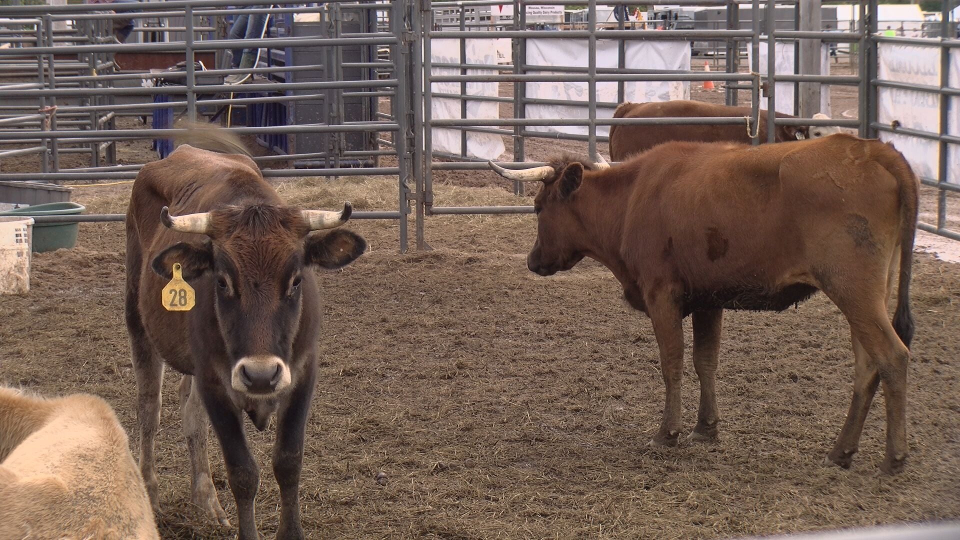 Wisconsin River Pro Rodeo in Merrill ends its weekend | Local News ...