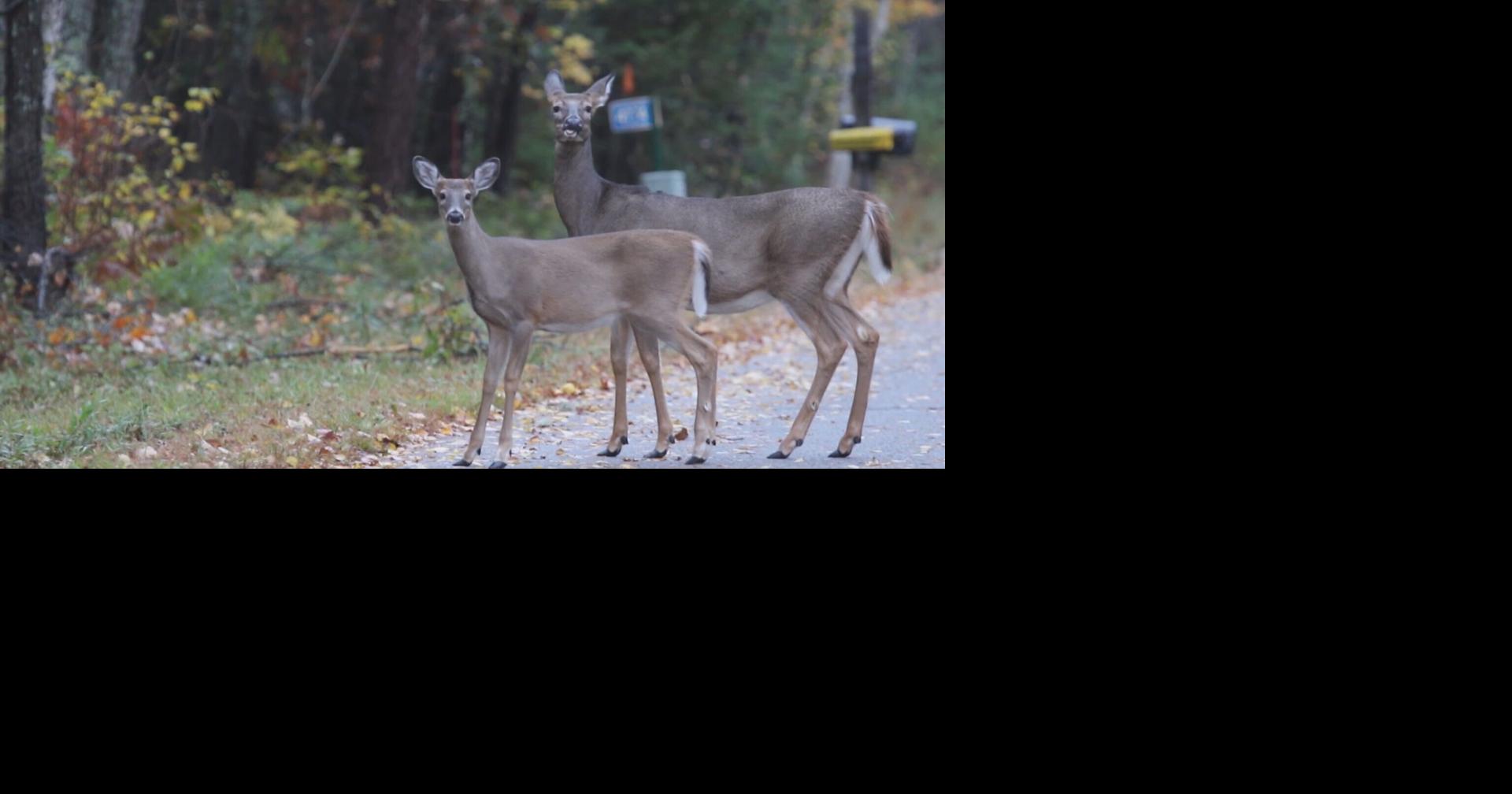 DNR testing deer for PFAS | News | wjfw.com