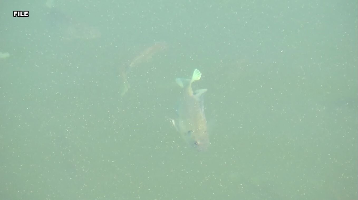 Changes to trout, panfish seasons explained by DNR biologist | Local ...