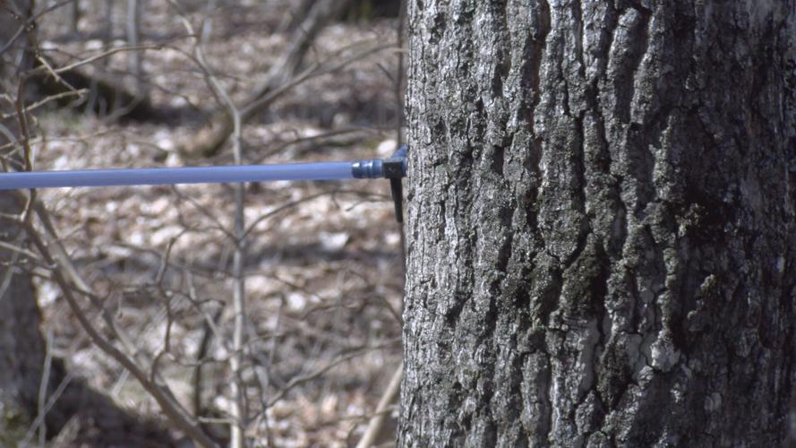 It's been a strong maple syrup season, but could be nearing an end ...