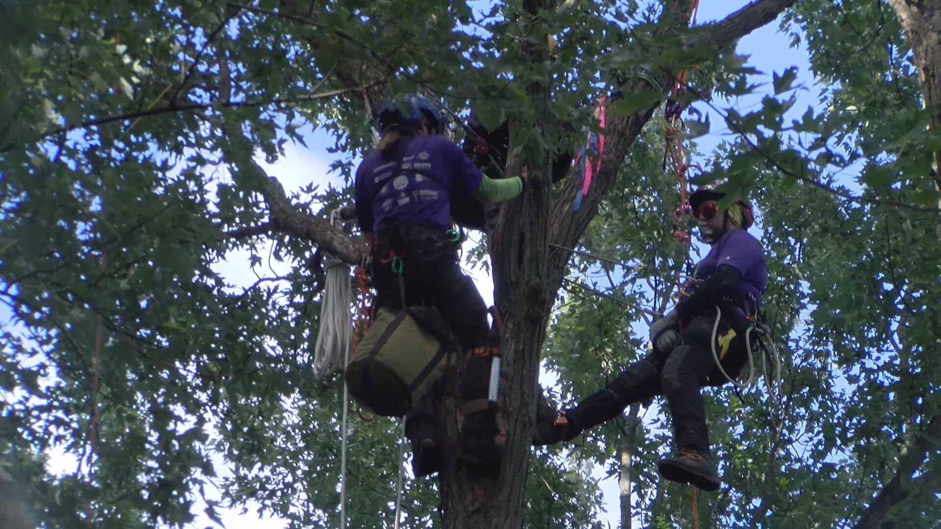 WAA Tree Climbing Championship returns to Stevens Point | News | wjfw.com