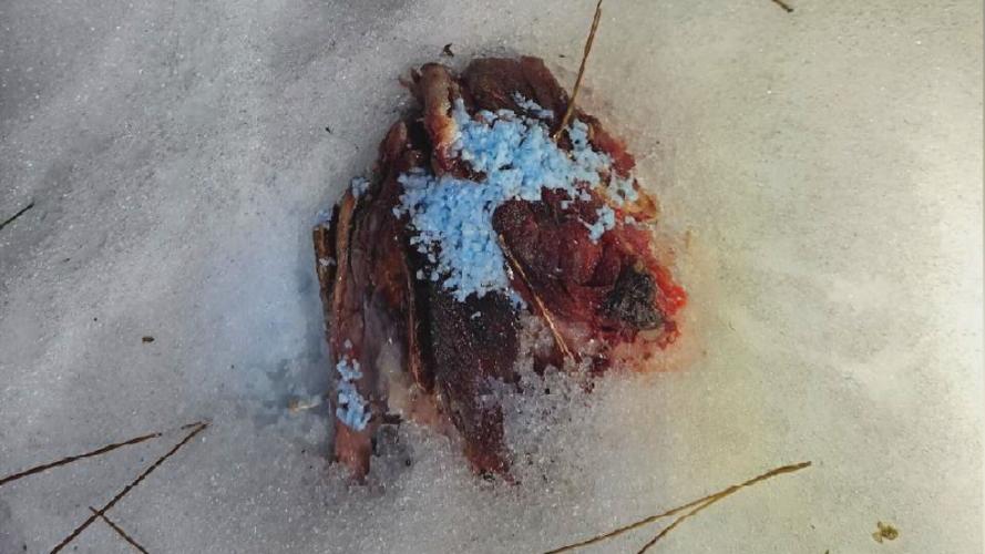 Lake Tomahawk man faces 10 charges over poisoned beaver carcasses ...