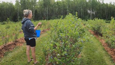 Blueberry Season is here | News | wjfw.com