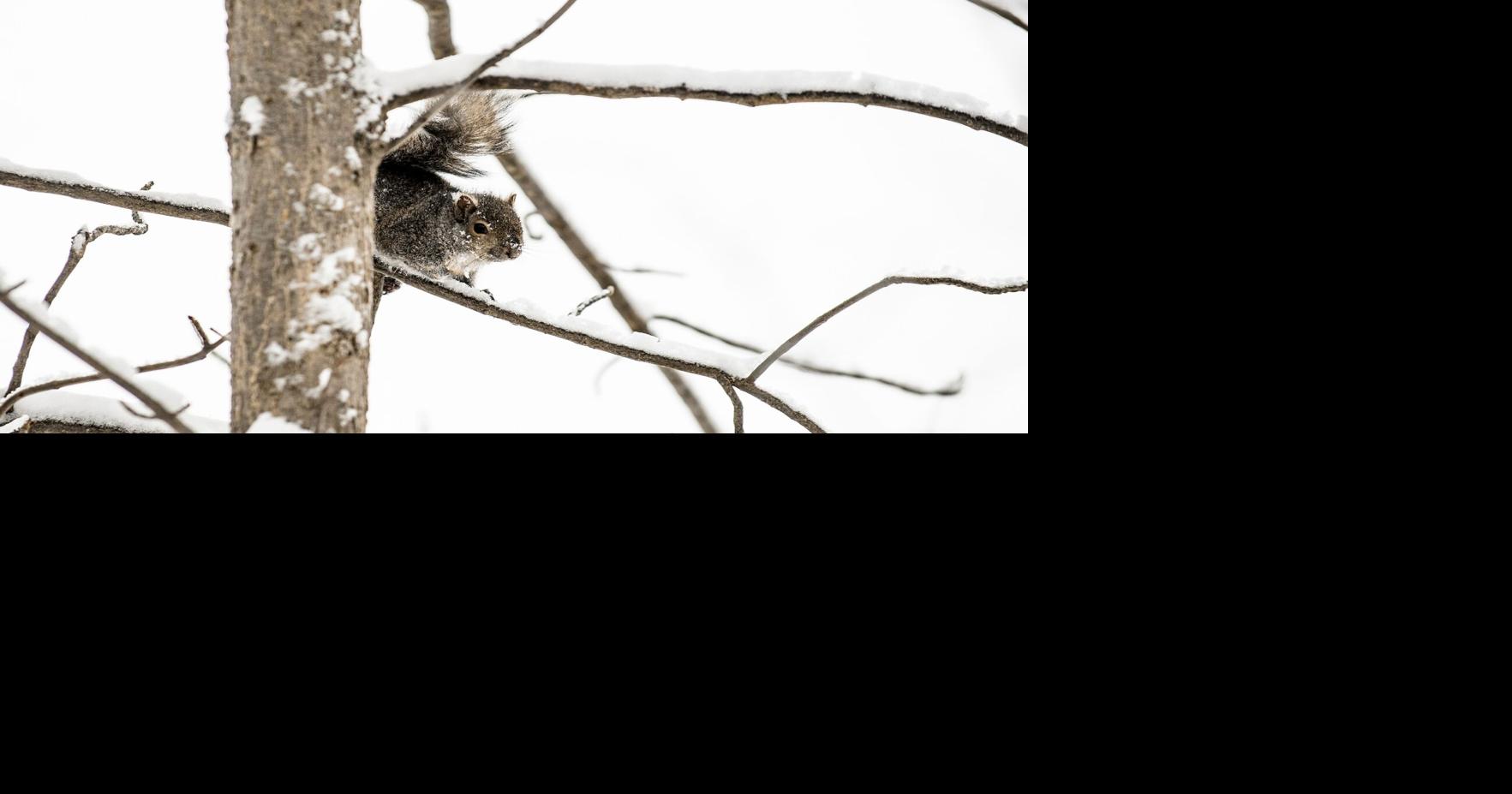 The lesser-known culprit: WPS installs measures to keep animals out of ...