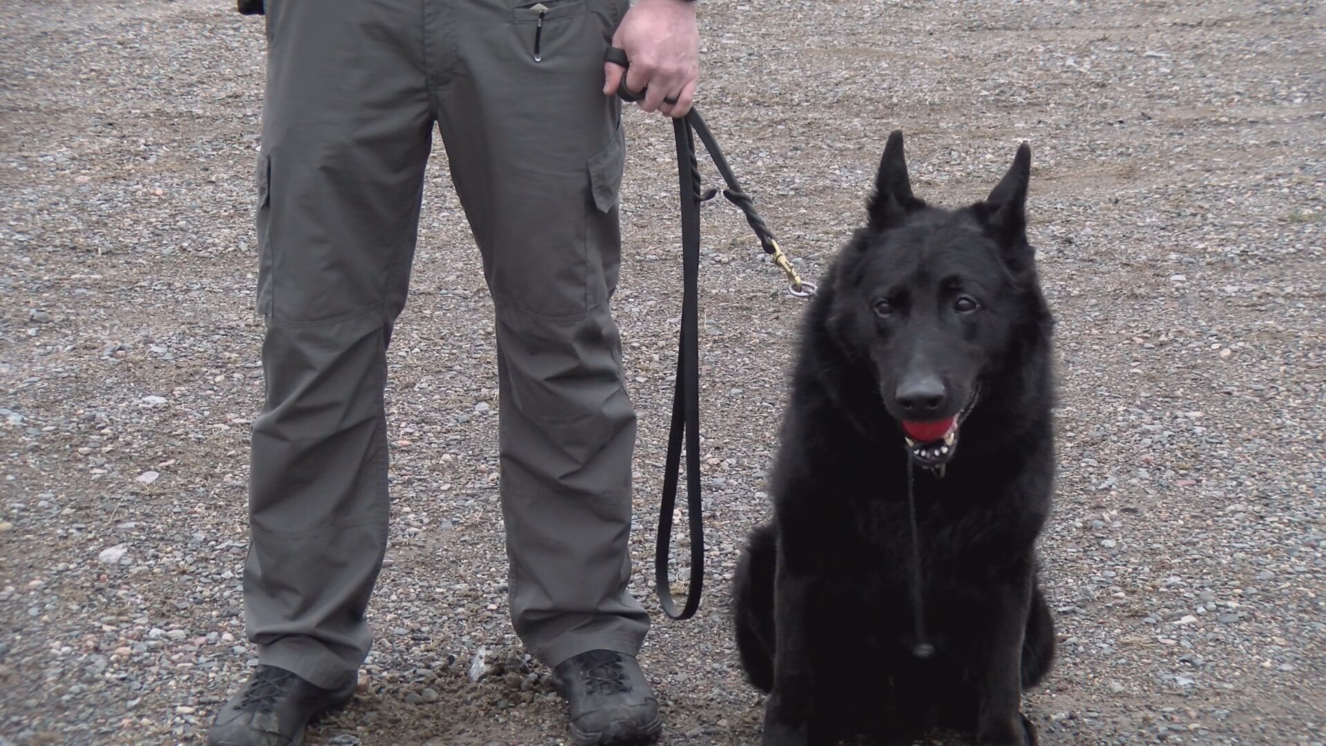 Rhinelander Police K-9 Odin retiring after eight years of dedicated ...