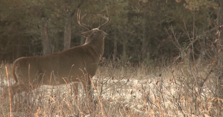 Suspects allegedly killed and wounded over 100 deer in Fond du Lac ...
