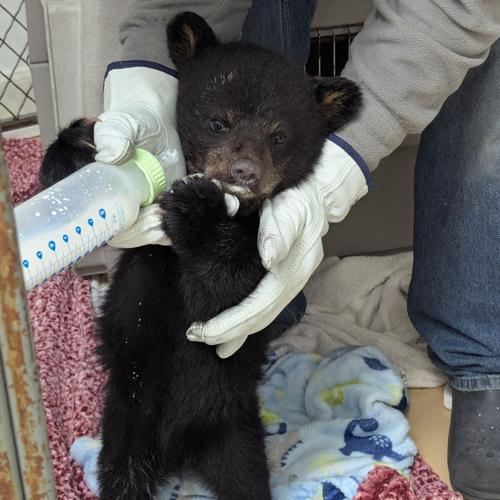 Wild Instincts welcomes two baby bears for trio currently in rehab care ...