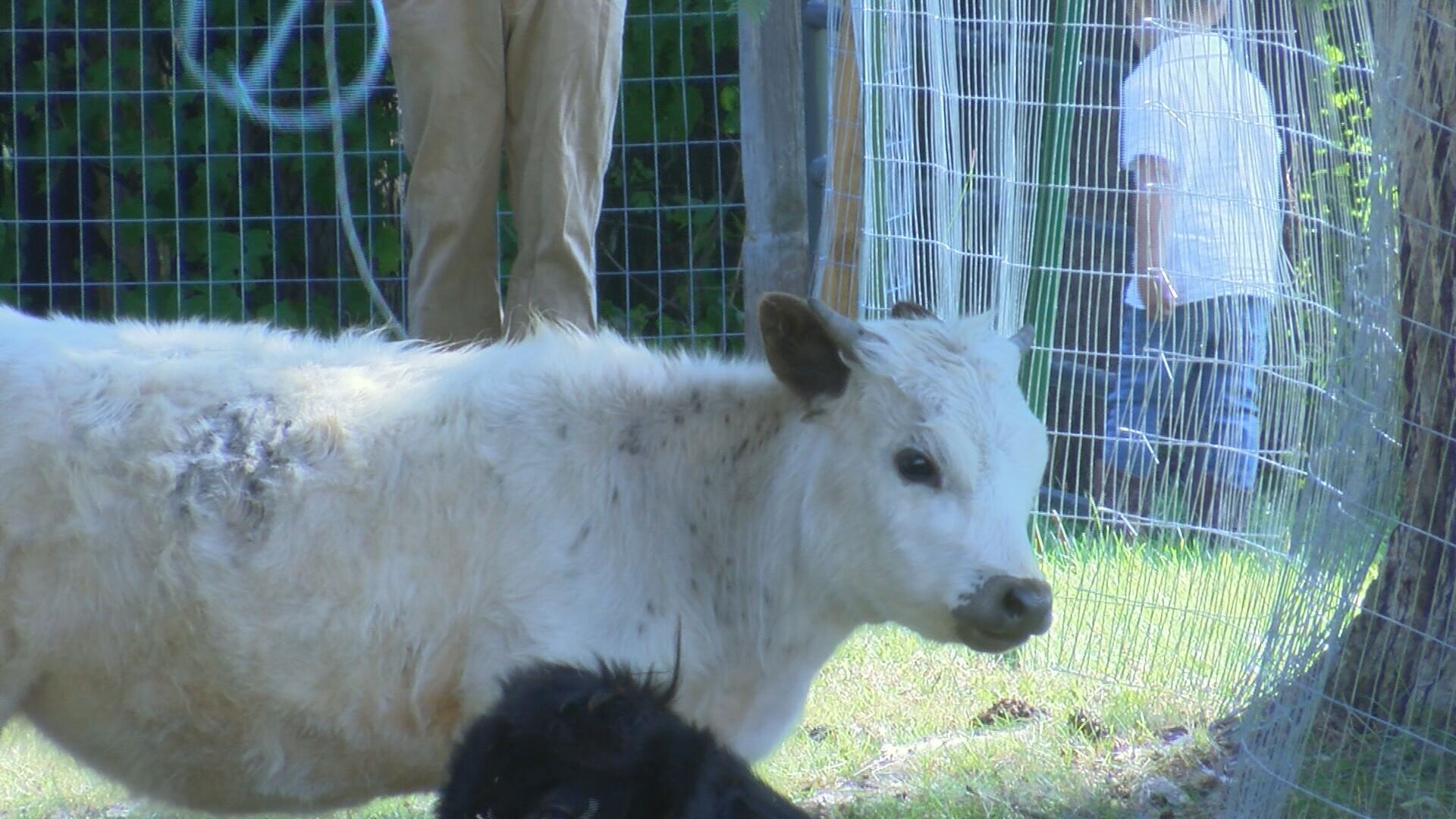 Sugar Camp café owners hope guests visit for cows, stay for homemade ...