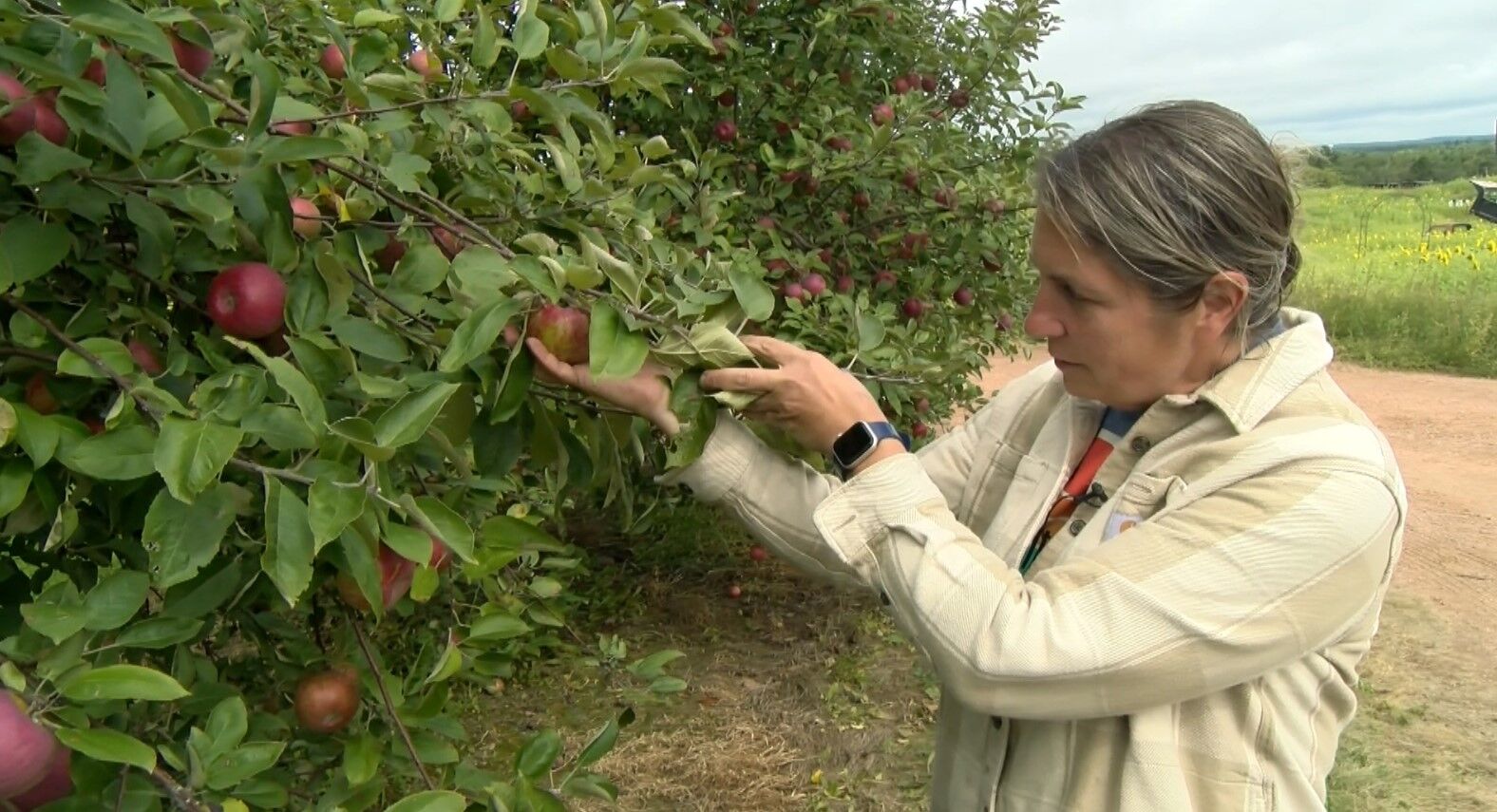 Merrill apple orchard owners expect strong harvest while gearing up to welcome guests back this ...