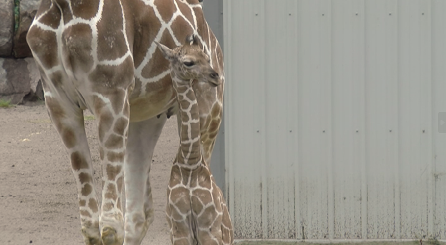 New baby giraffe debuts for visitors at Wildwood Wildlife Park in ...