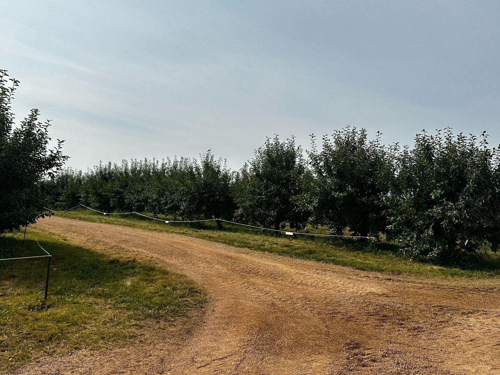 Helene's Hilltop Orchard kicks off fall apple harvest | News | wjfw.com