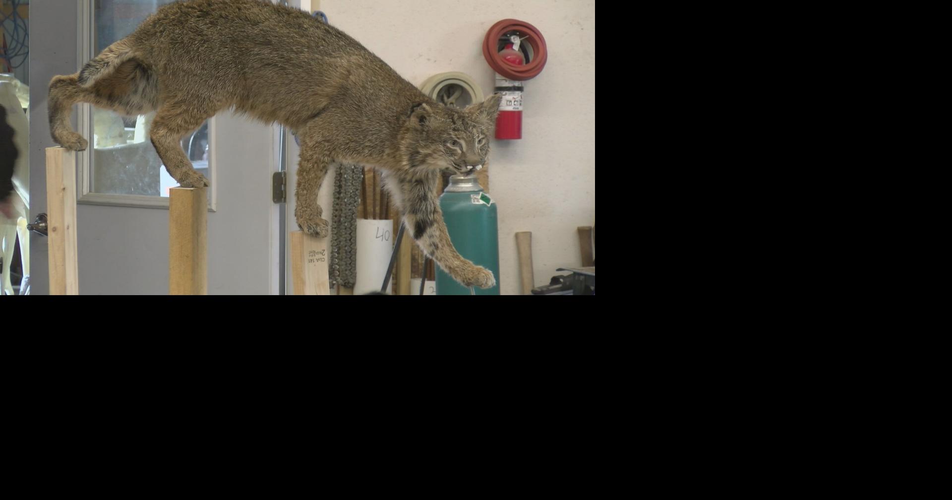 Robotic animal decoys are helping police catch poachers | Local News | wjfw.com