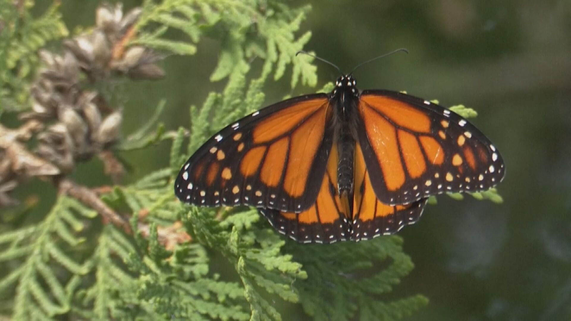 Nature's Notebook: Monarch butterflies see spike in population | News ...
