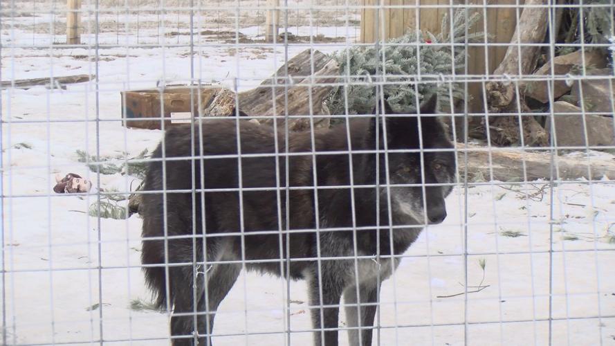 'Apex Angels & Warriors' organization is helping wolf dogs and veterans ...