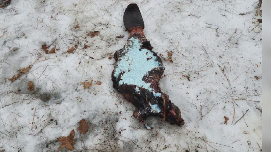 Lake Tomahawk man faces 10 charges over poisoned beaver carcasses ...