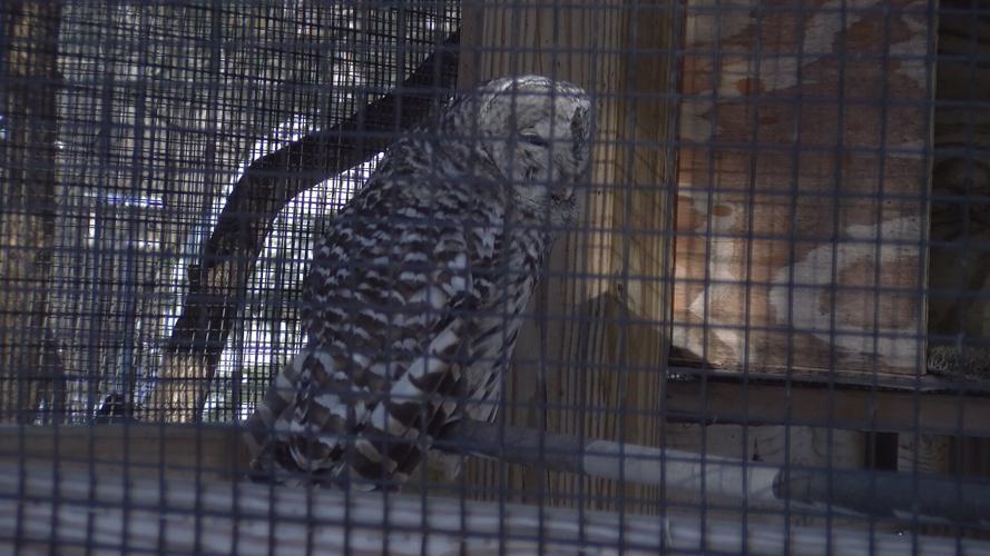 Northwoods Animals Surviving The Winter With Little Snow On The Ground ...