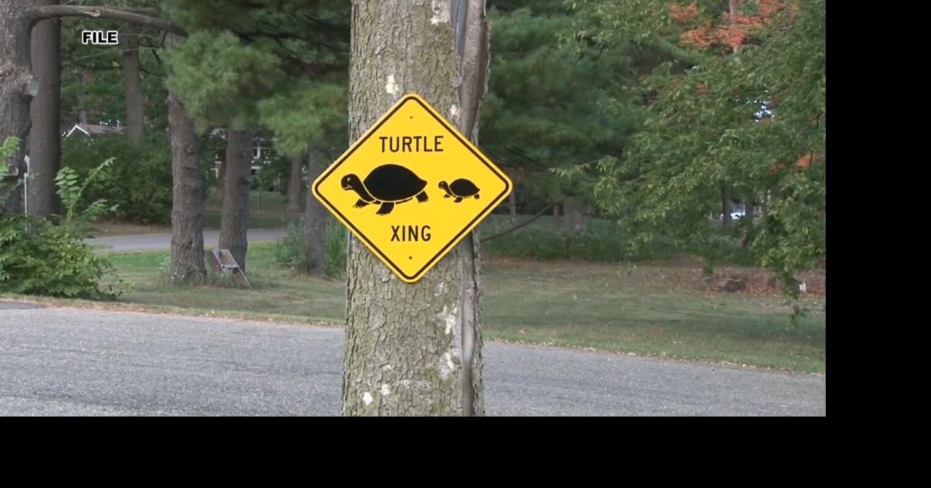 Turtle Nesting season in the northwoods. DNR warns to slow down around ...