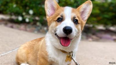 Corgi races to be held at the Wausau Cyclones game on Jan. 21 | News ...