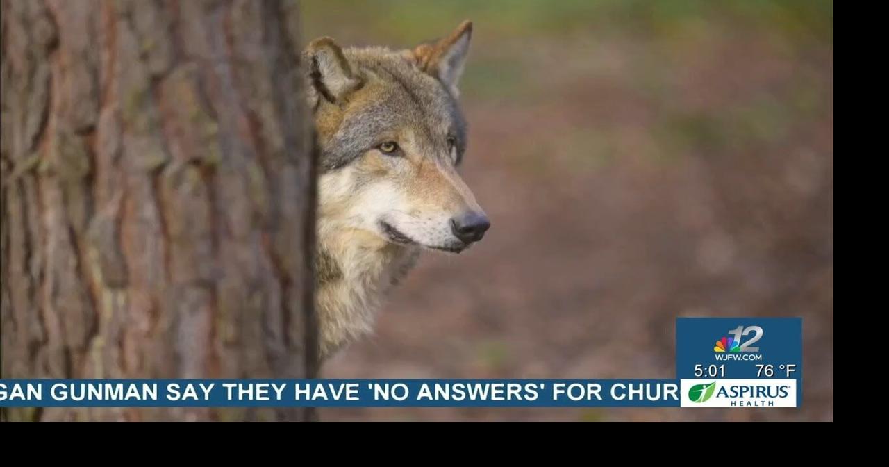 wolf attack dog 2024