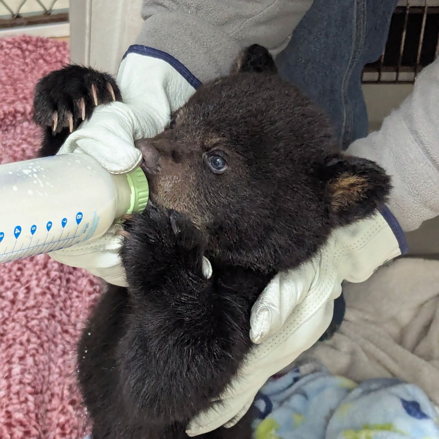 Wild Instincts welcomes two baby bears for trio currently in rehab care ...