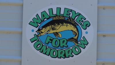 Walleye reproduction project on Lake Minocqua chain | Local News | wjfw.com