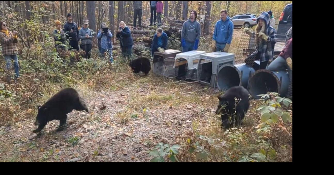 Wild Instincts released 5 black bear cubs this past weekend | News ...