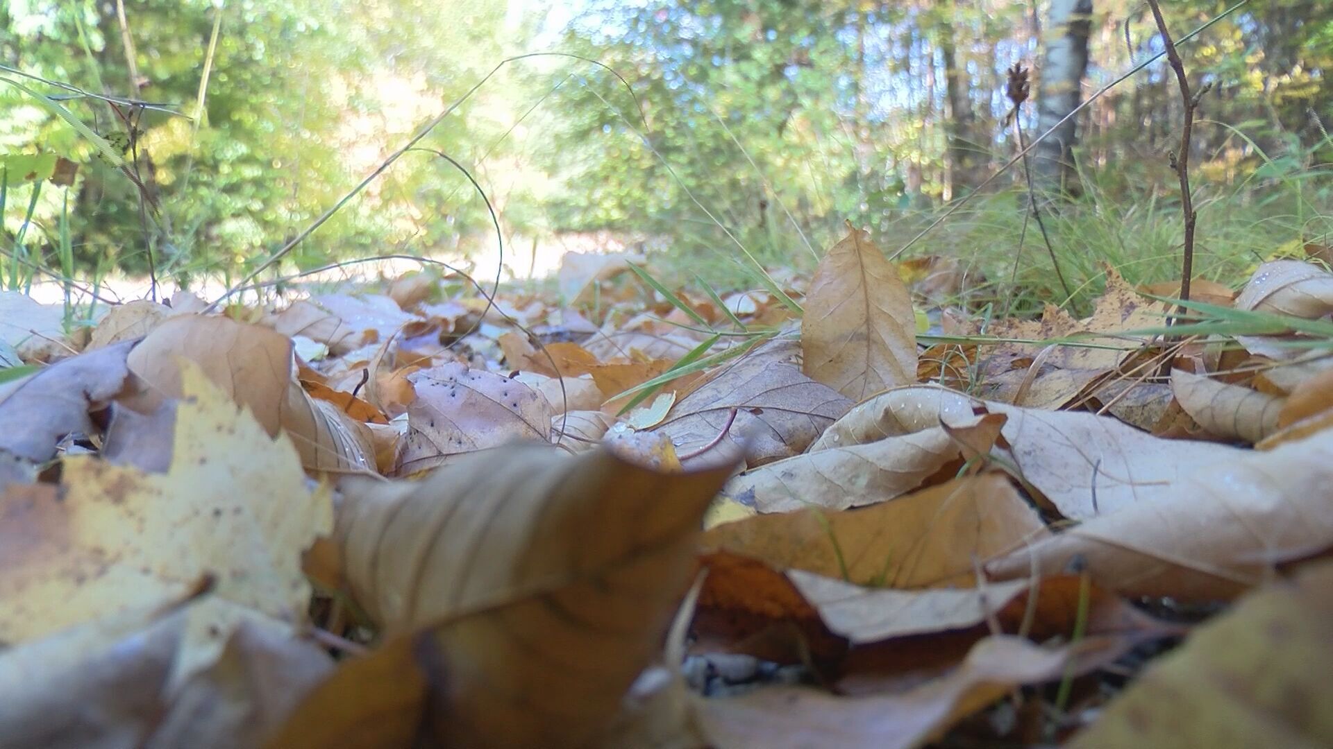 DNR Insect Ecologist explains how insects survive winter | News | wjfw.com