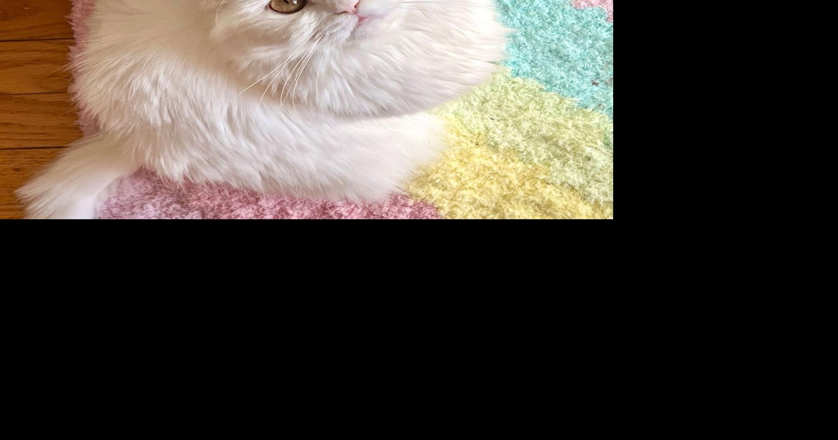 Cats strut their fluff in Wausau this weekend | News | wjfw.com