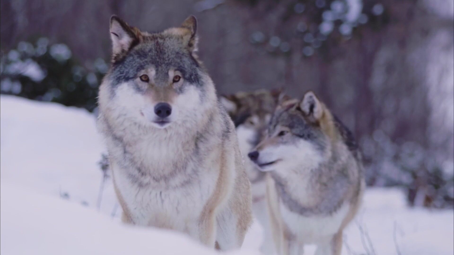 Gray wolf | | wjfw.com