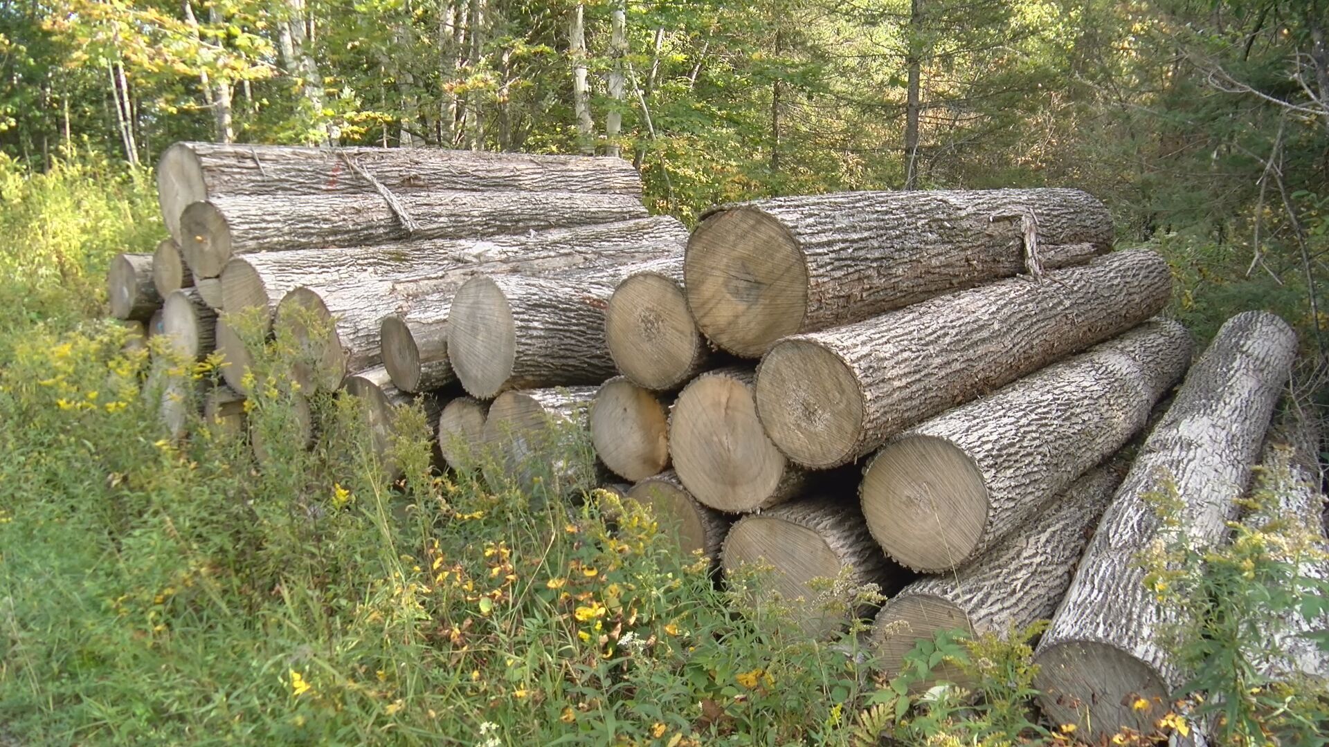 Exciting Trails: Pelican River Forest offers 70,000 acres and variety ...