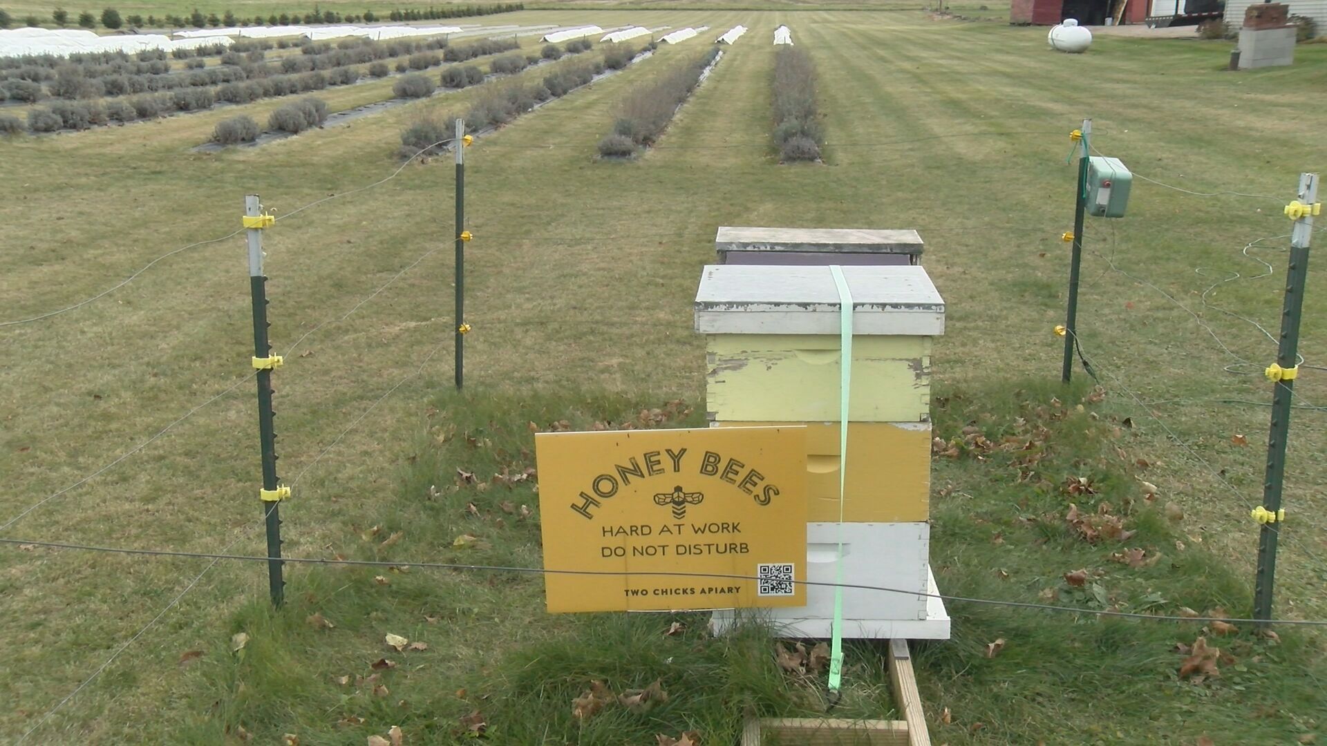 Pollinators and the Cold: supporting local pollinators while the ...