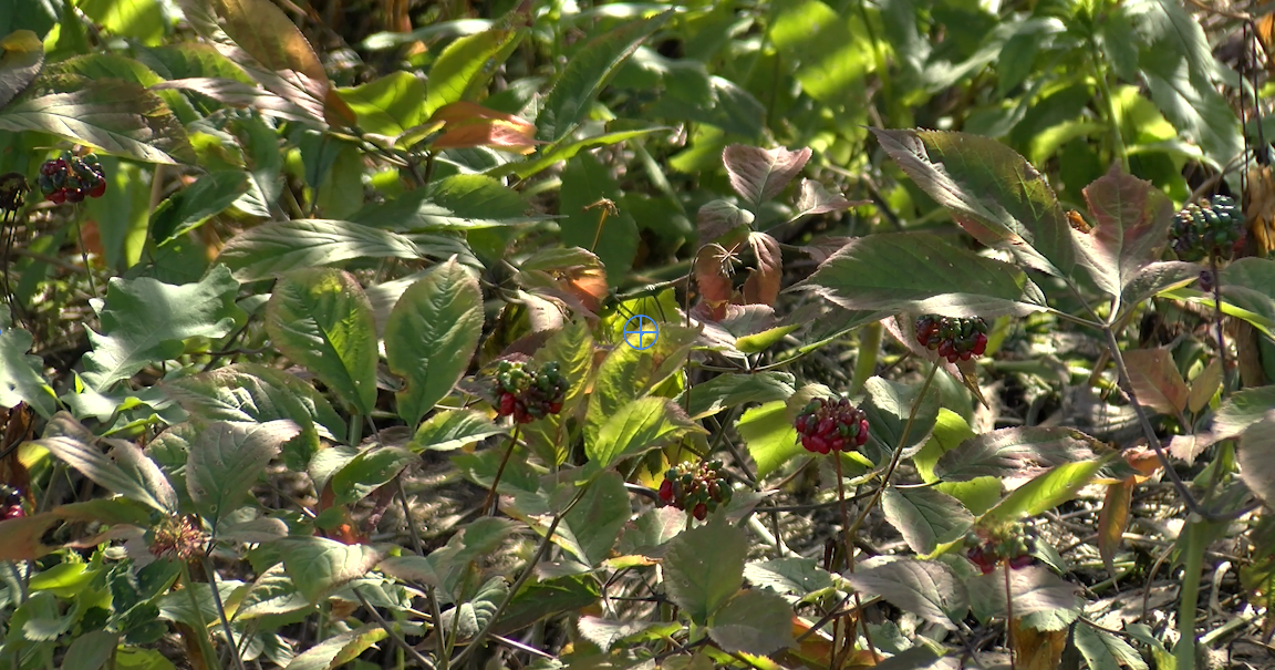 Tariffs impact ginseng | News | wjfw.com