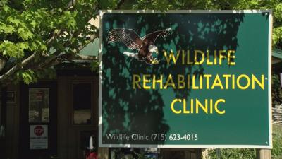 REGI helps rehabilitate and educate on native bird species in Wisconsin ...