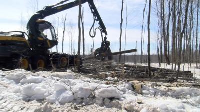 Statewide paper mill closings impacting local logging industry | Local ...