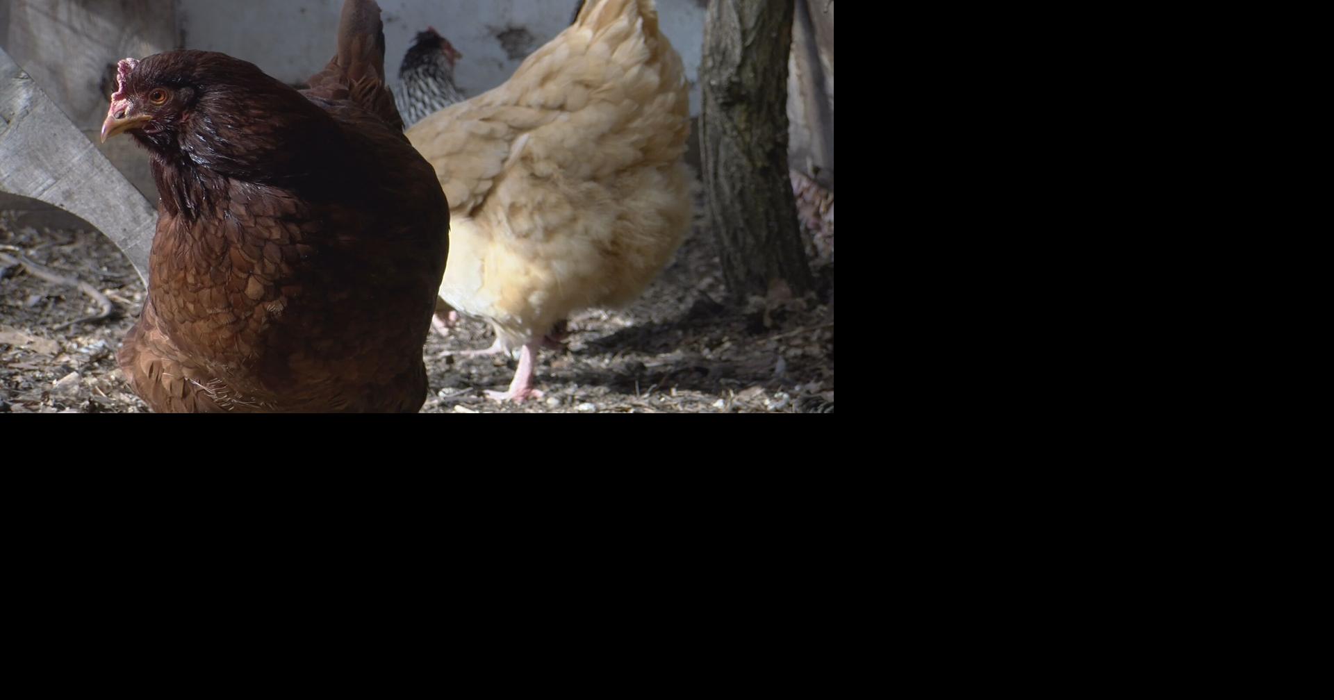 Rhinelander man provides tips on raising chickens as egg prices ...