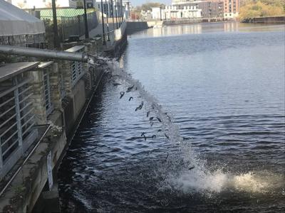 DNR stocks over 2 million fish into Lake Michigan | News | wjfw.com