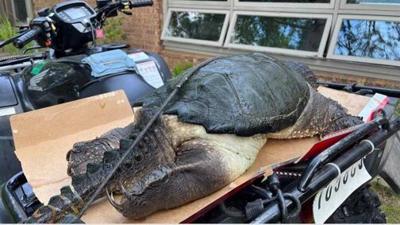 VIRAL:Giant snapping turtle found washed up in Sugar Camp | News | wjfw.com