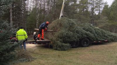 Wisconsin Capitol holiday tree harvested from Rhinelander for second ...