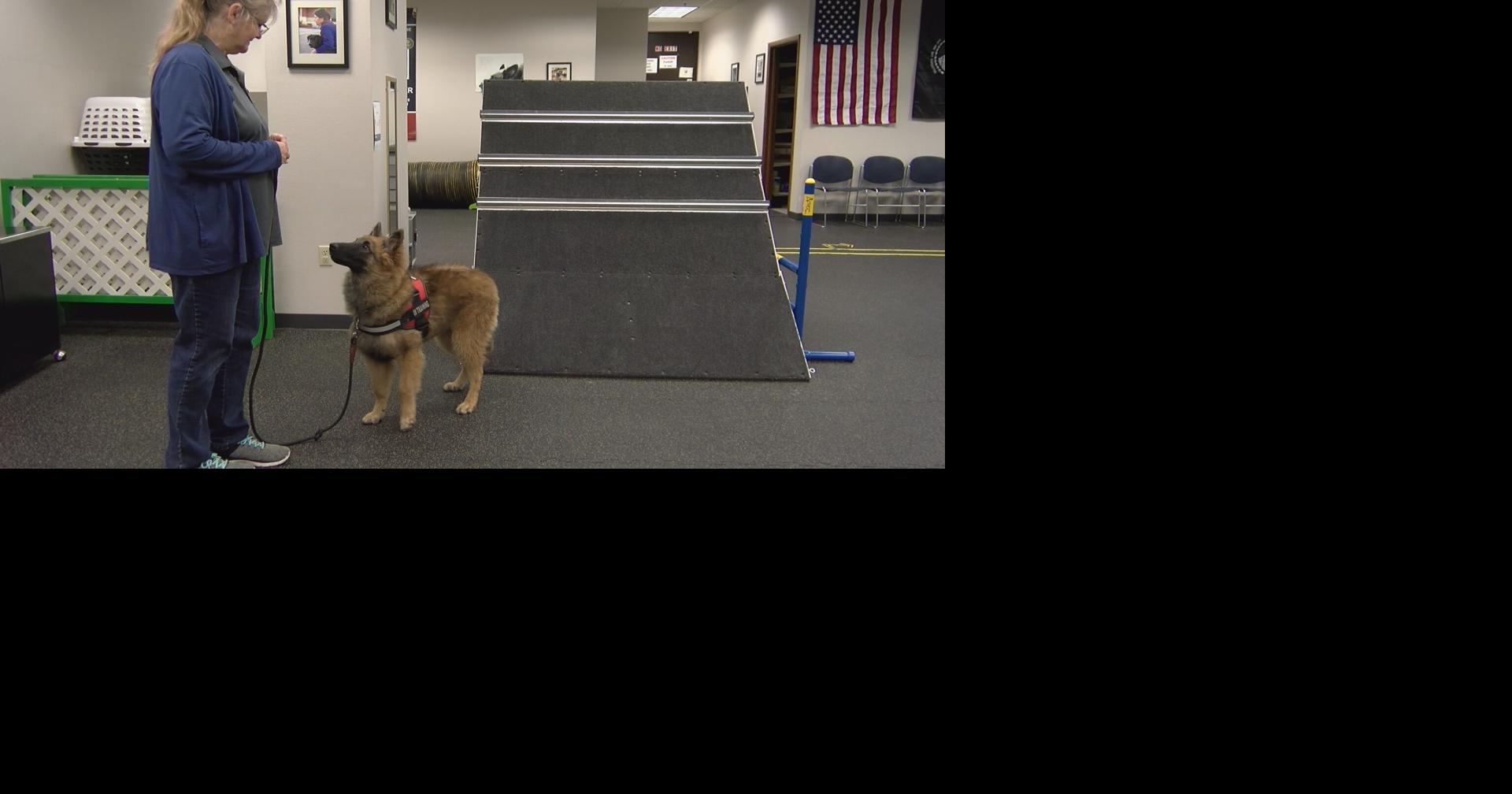 Patriot K9s of WI provides service dogs for veterans | News | wjfw.com