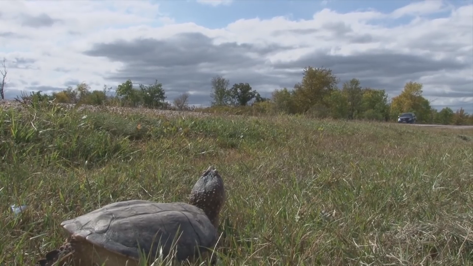 DNR asks the public to report herptile - reptiles & amphibians ...